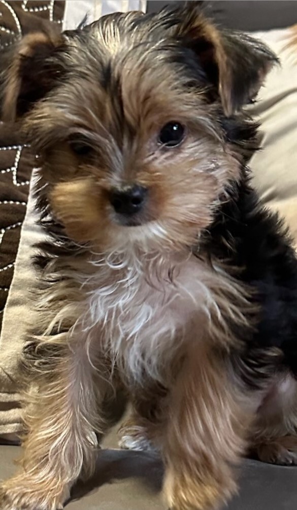 Yorkie - Male - Bishop Amat Memorial High School
